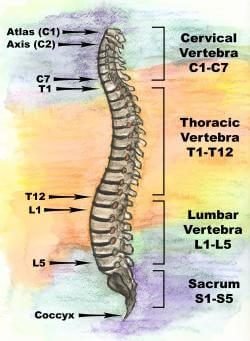 Understanding Spinal Cord Structures
